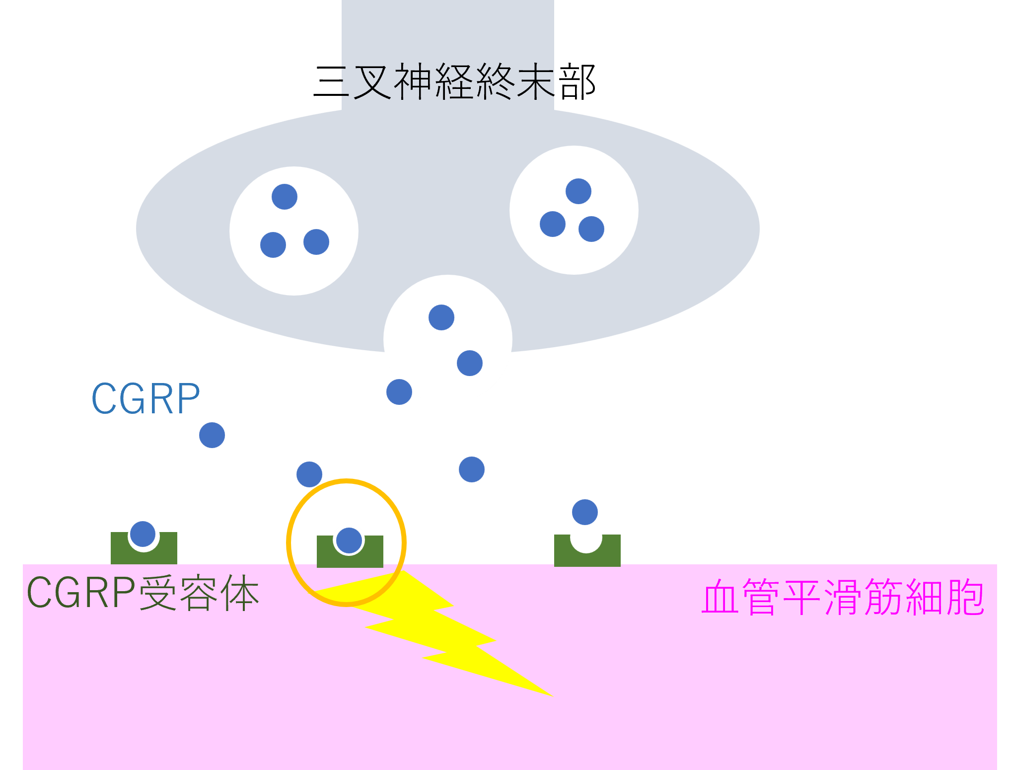 CGRP関連製剤 - 工藤脳神経外科クリニック