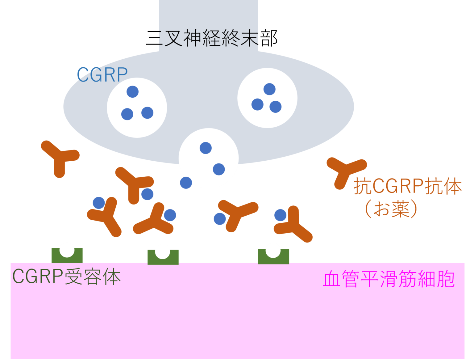 CGRP関連製剤 - 工藤脳神経外科クリニック